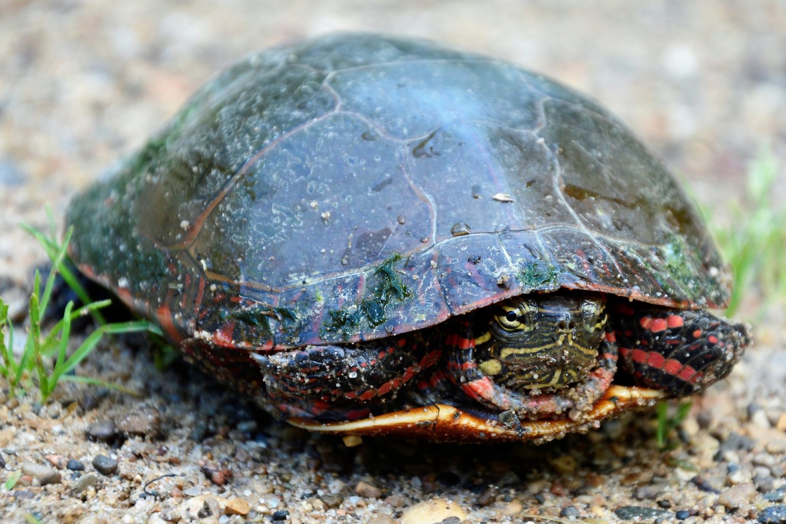 Can Turtles Get Fat? - Aquarium Fish Mag