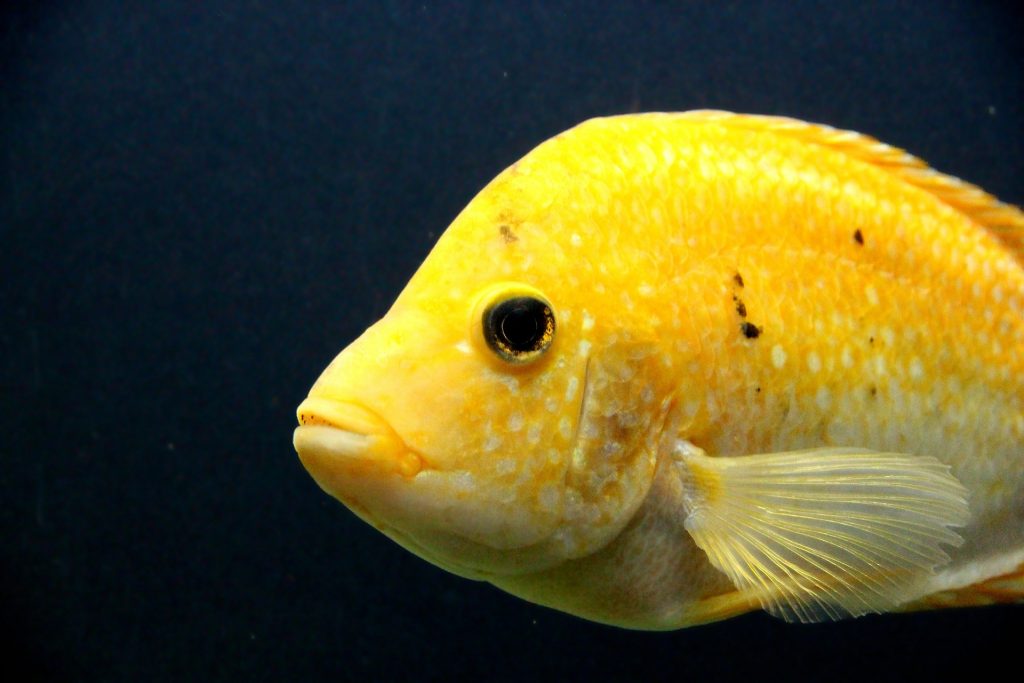 Cichlids Archives - Aquarium Fish Mag